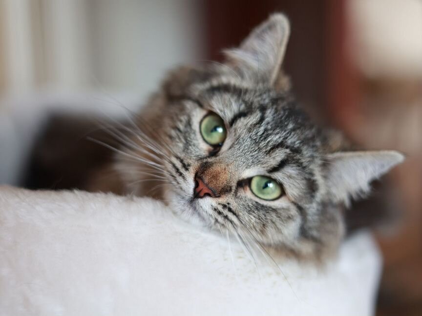 Пушистая кошка Фифа оказалась не нужна