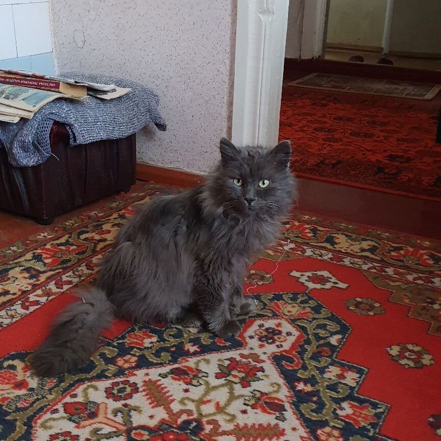 Нибелунг, кот сирота