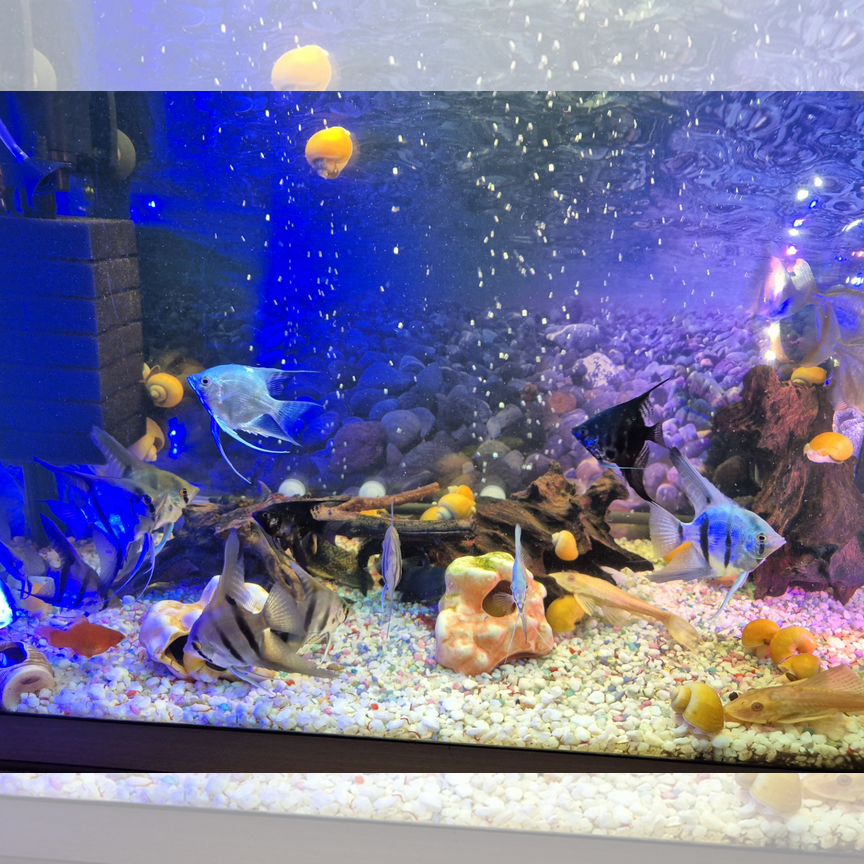 Улитки ампулярии