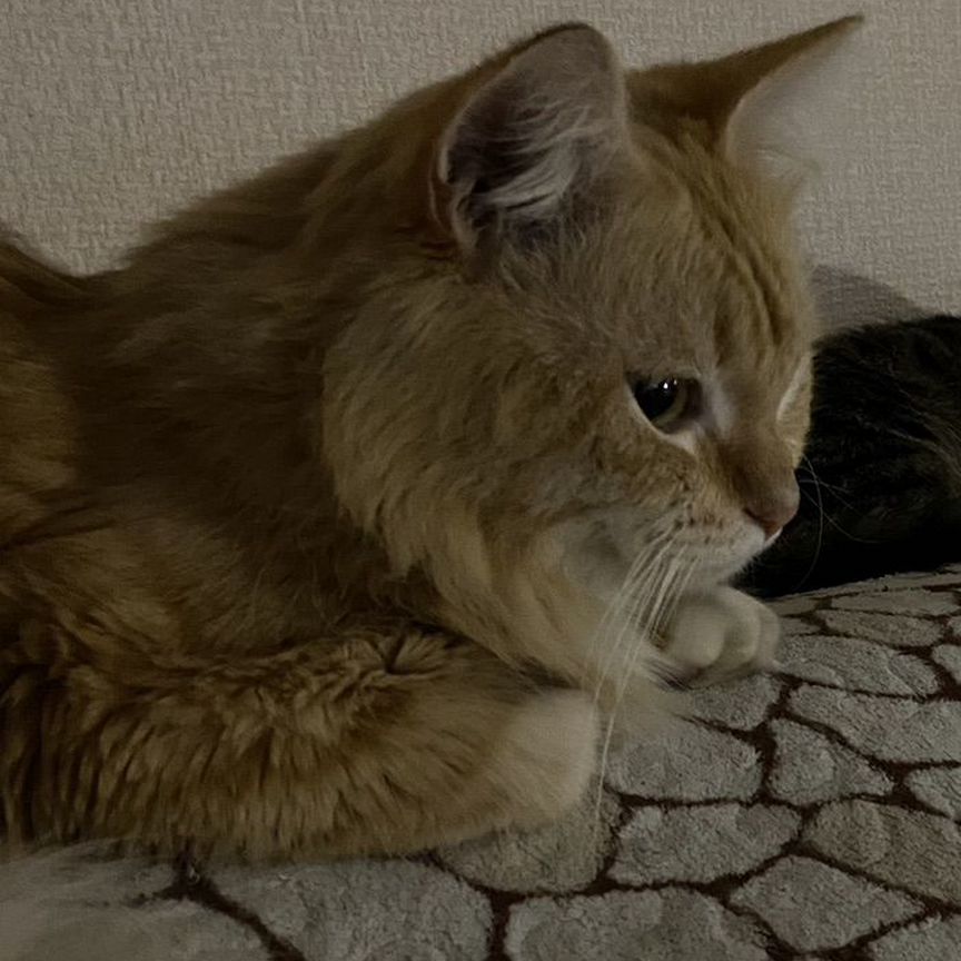 Взрослый кот в добрые руки