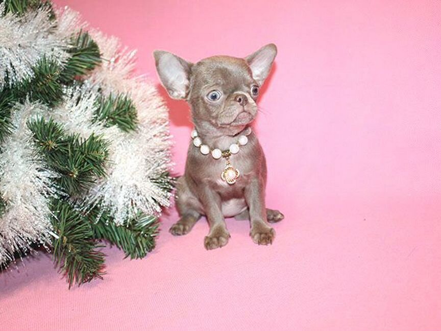 Лиловые куколки