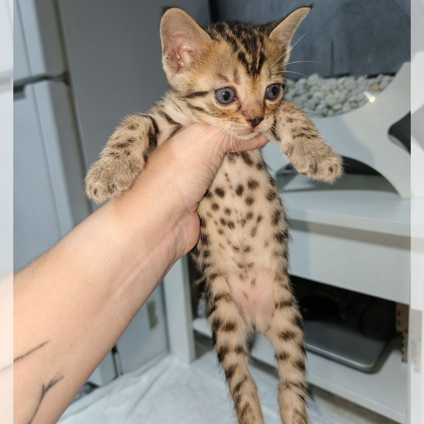 Бенгальская котята