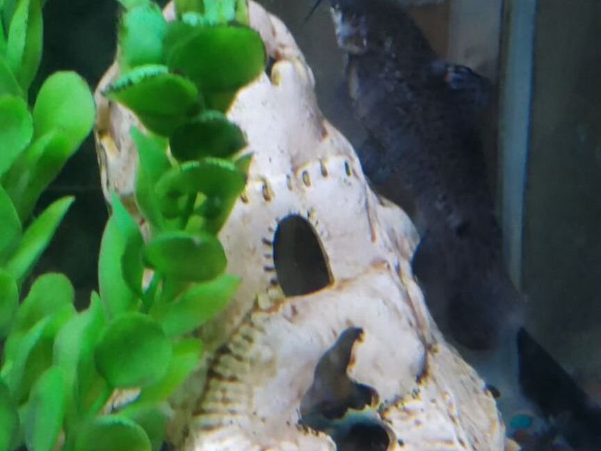 Аквариумные рыбки