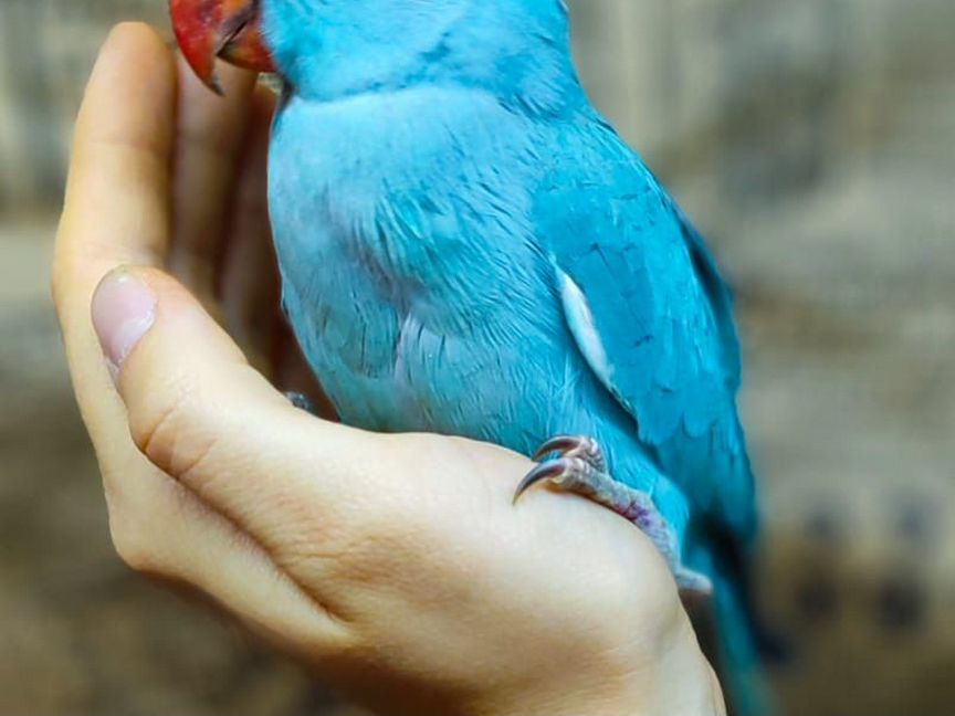 Ожереловый попугай