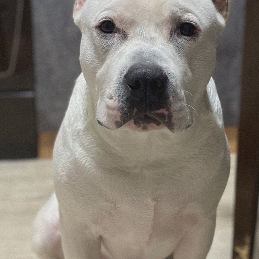 Стаффорд вязка