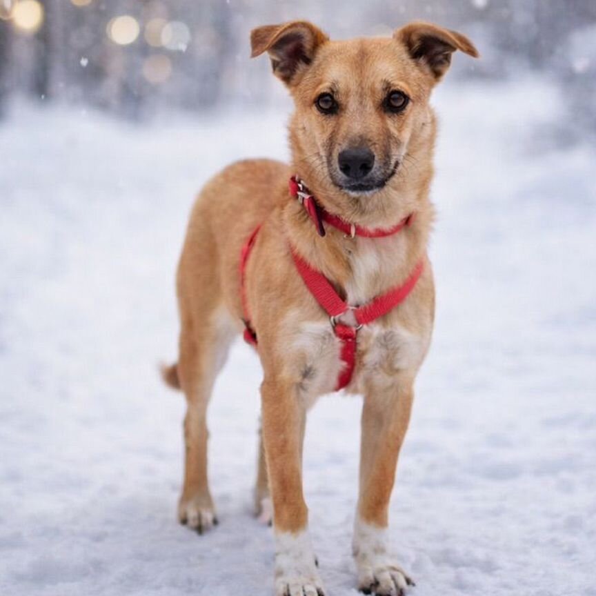 Взрослая собака в добрые руки