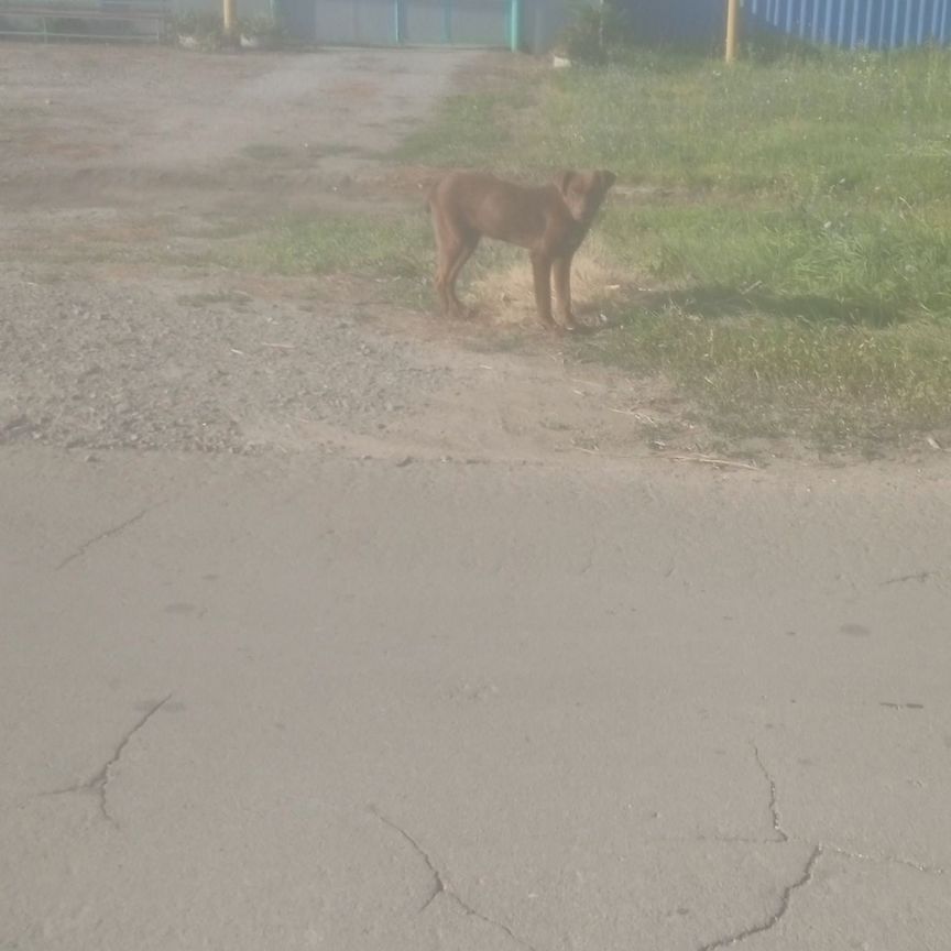 Найдена собака