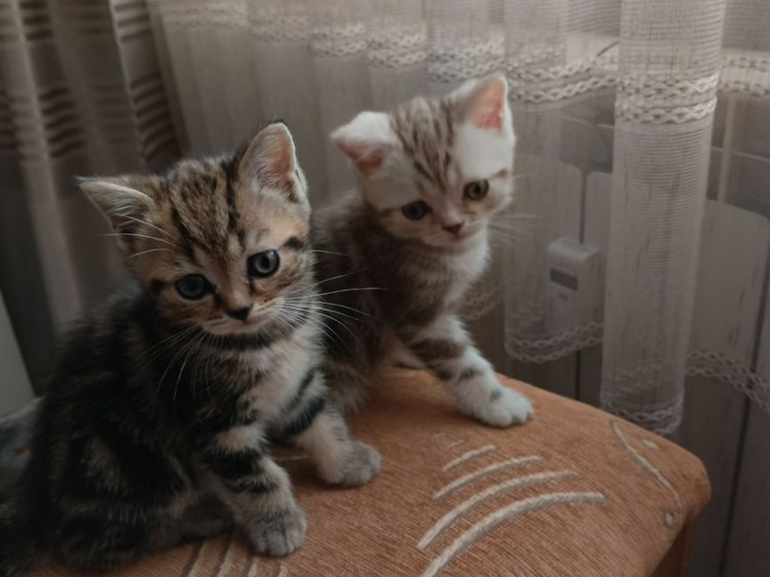 Шотландские прямоухие котята