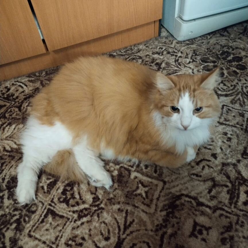 Кошки