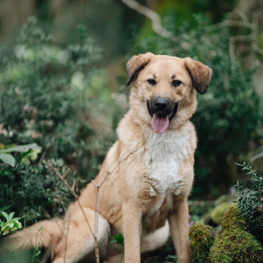 Рози ищет дом