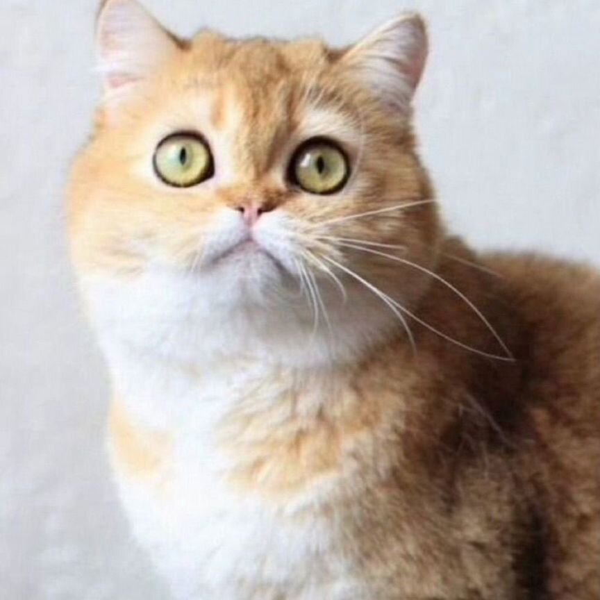 Шотландская золотая шиншилла