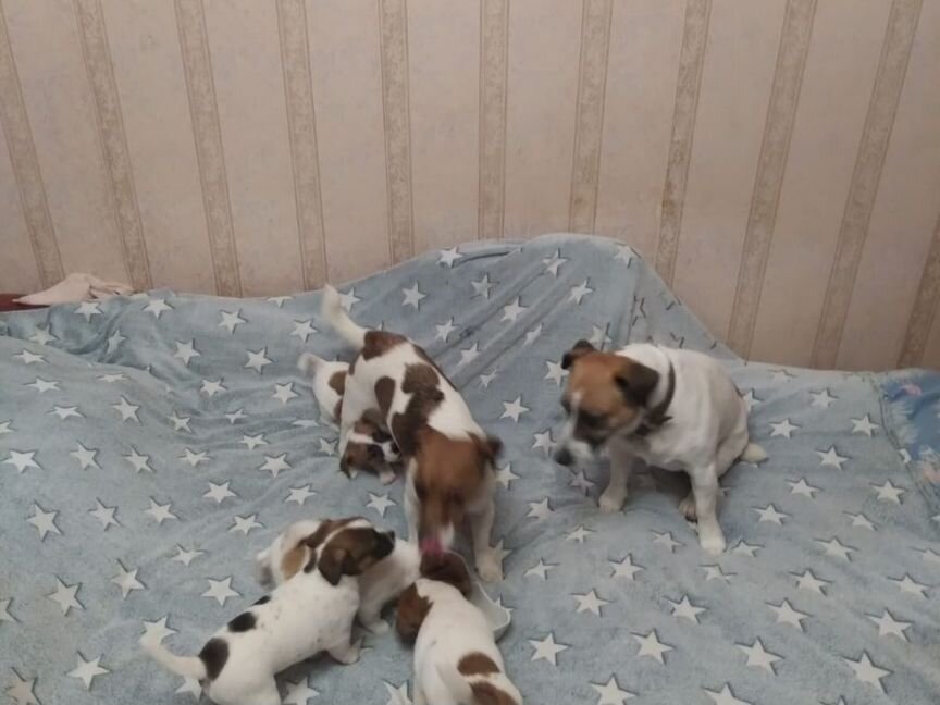 Собаки щенки маленькой породы