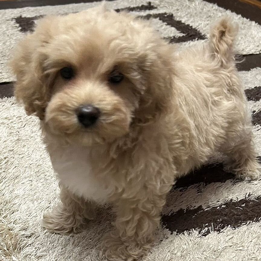 Щеночек мальтипу