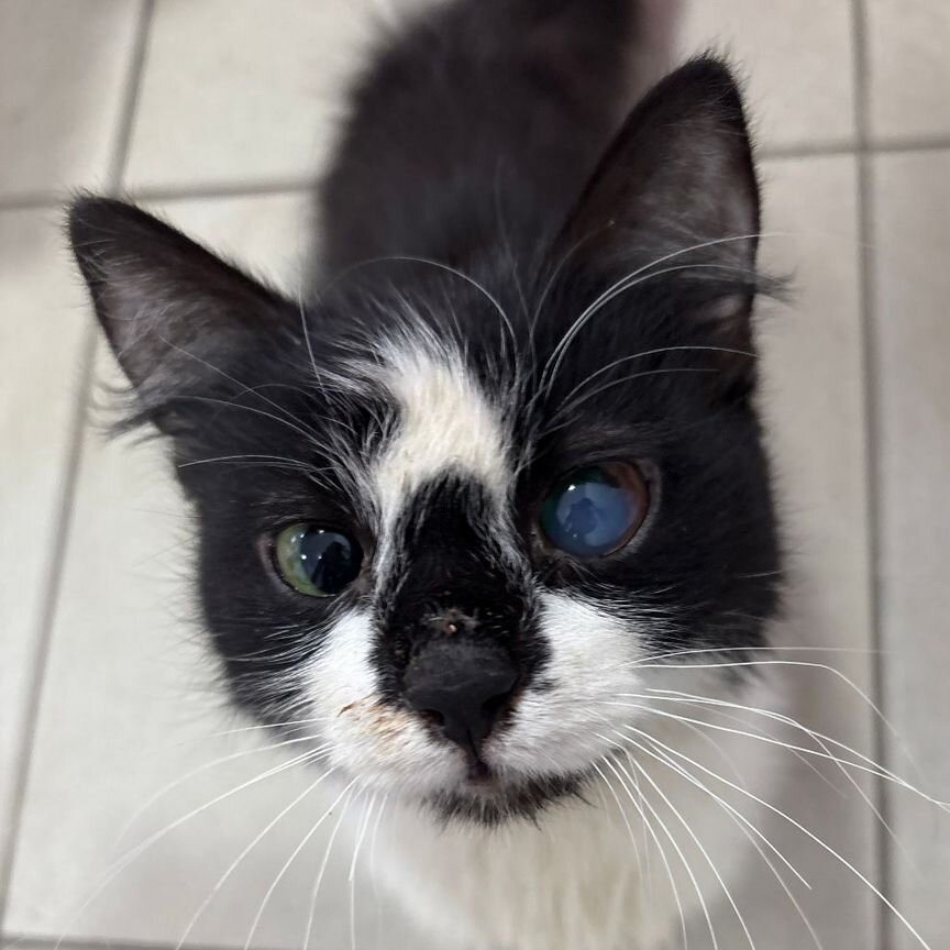 Взрослая кошка в добрые руки