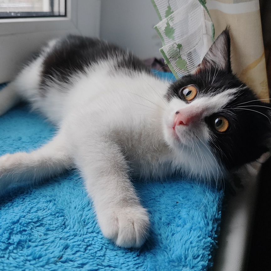 Котёнок в добрые руки