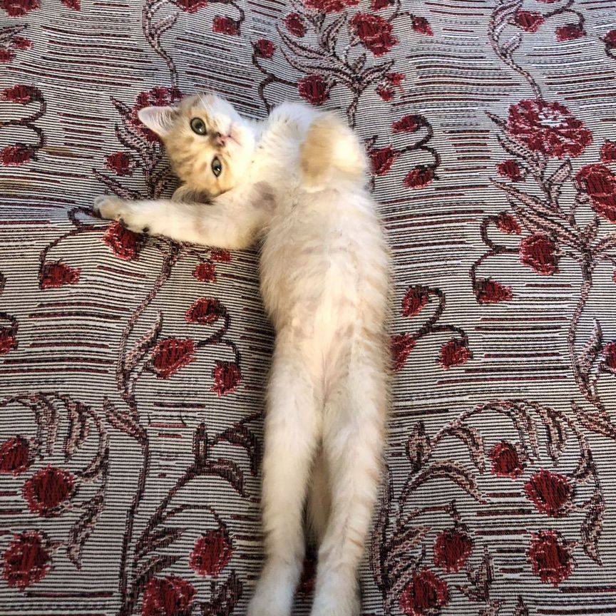 Британские котята золотая шиншилла