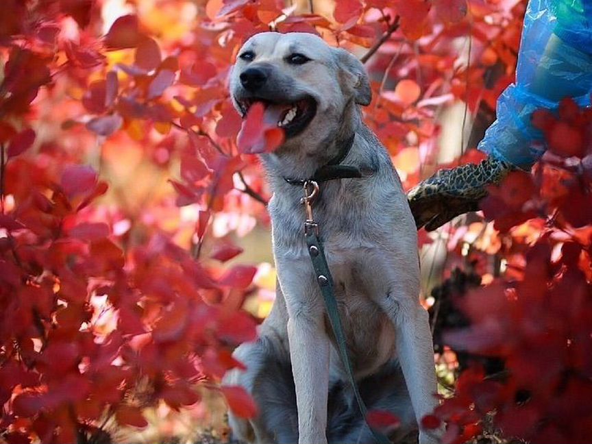 Дарси ищет семью