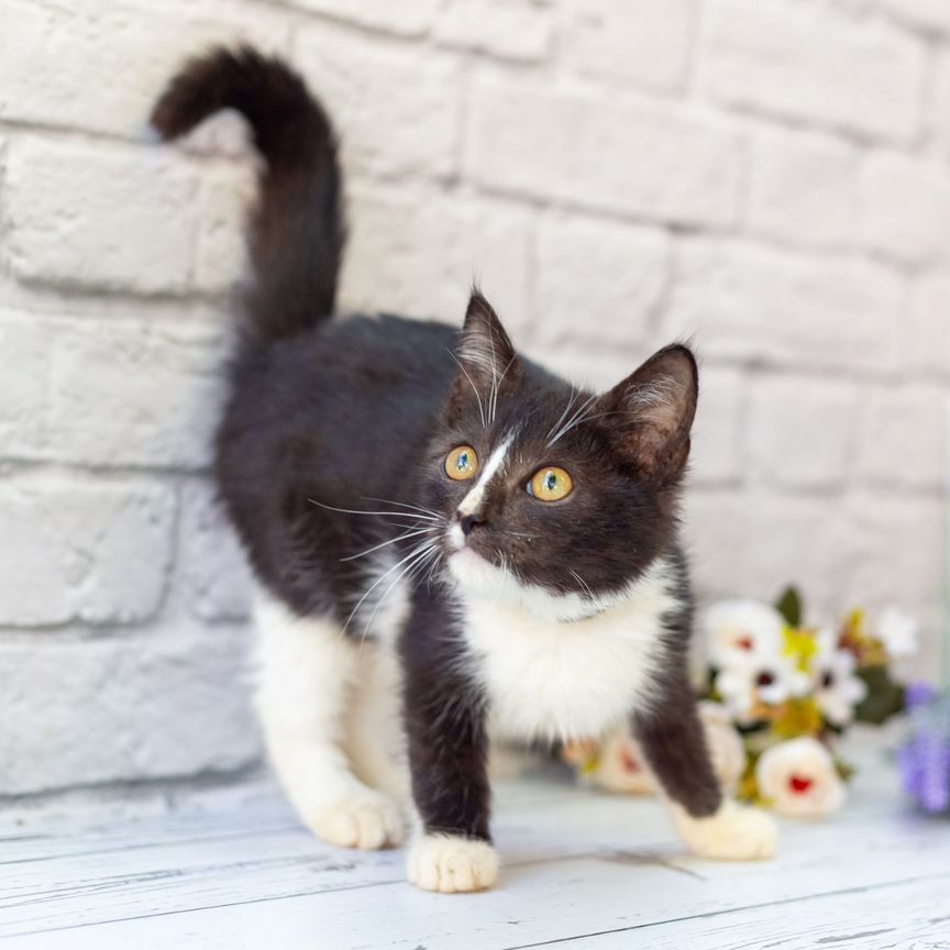 Шоколадно-белый котёнок в добрые руки