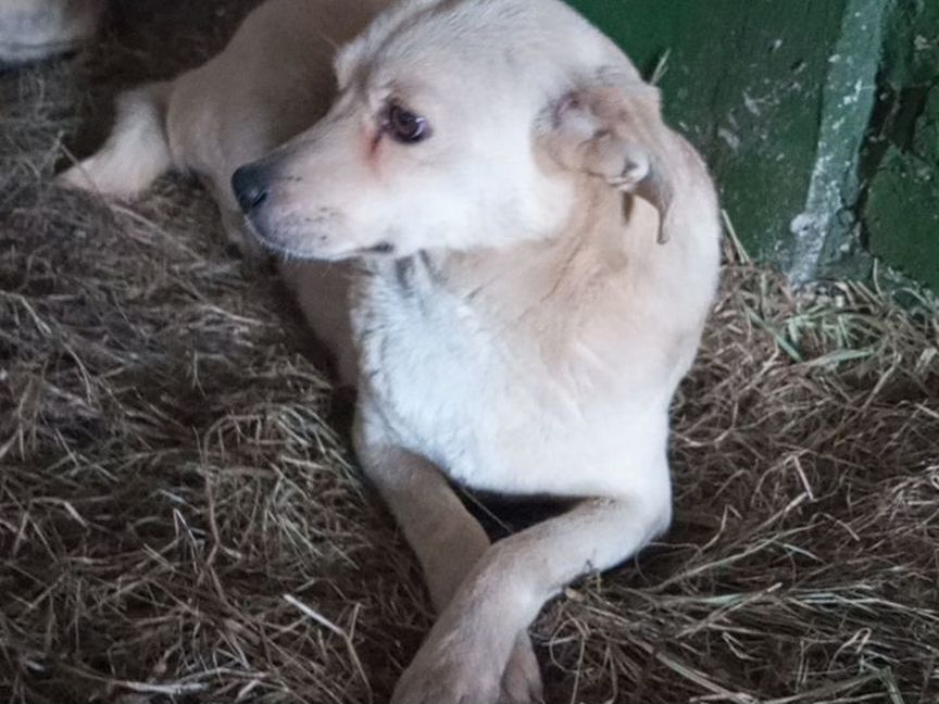 Замечательные щенки