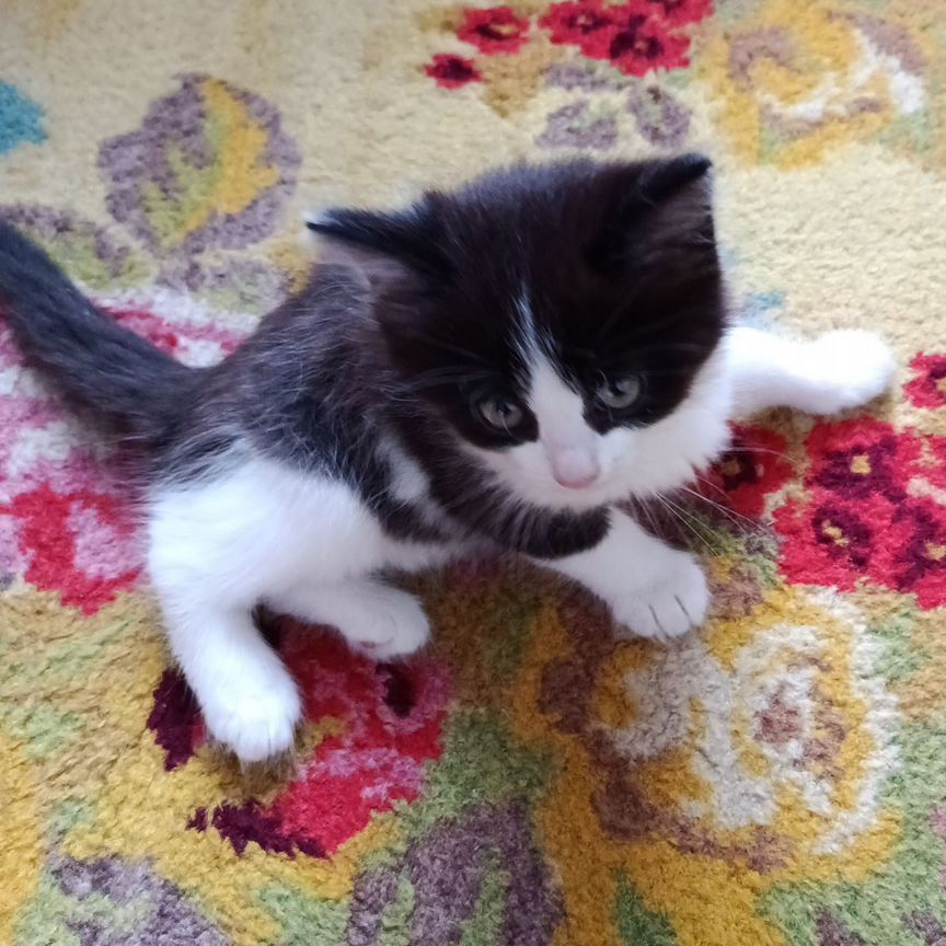 Котёнок в добрые руки