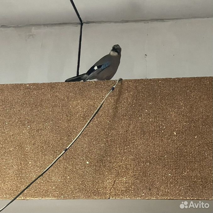 Нашли сойку