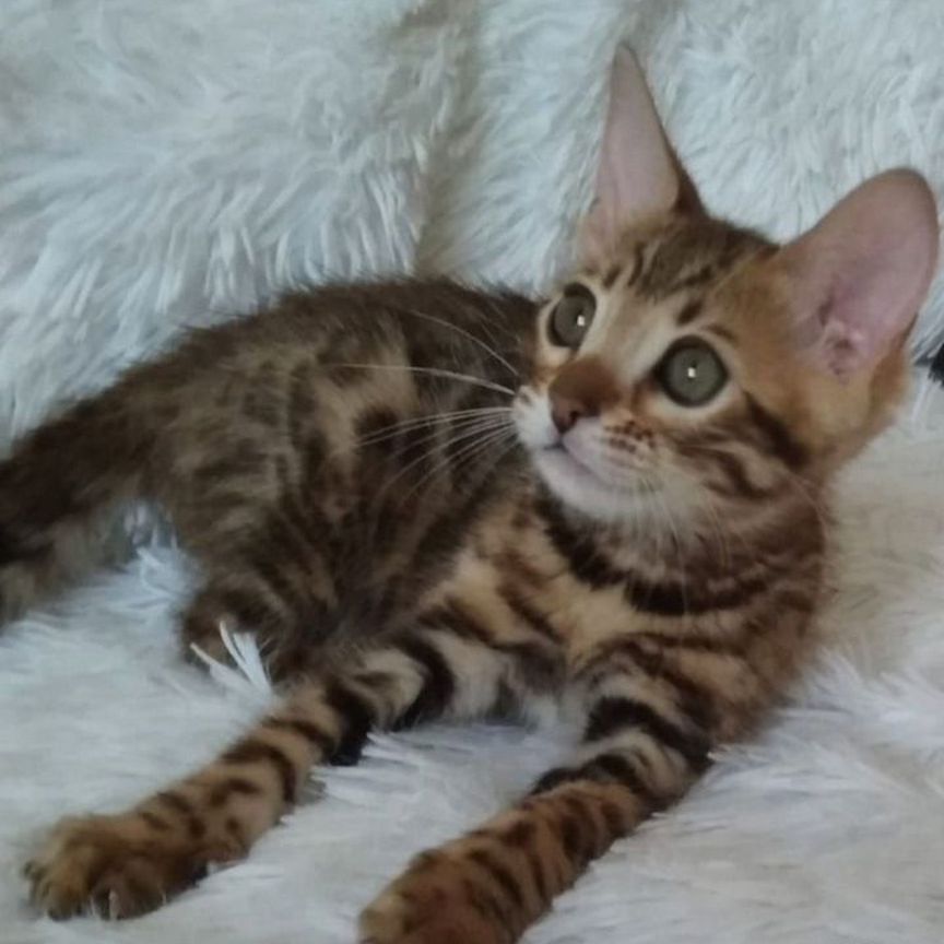 Супер. Пятнистые котята