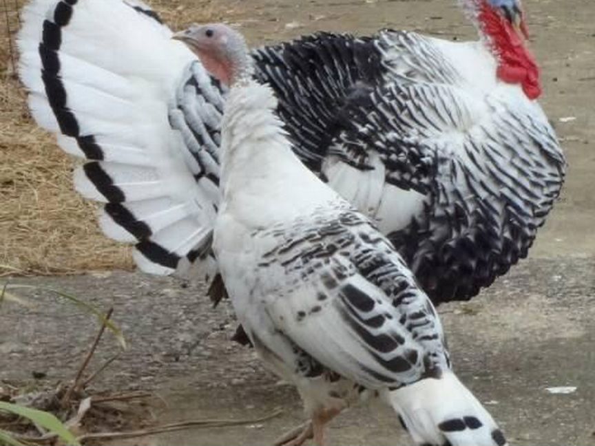 Индюк королевская пальма