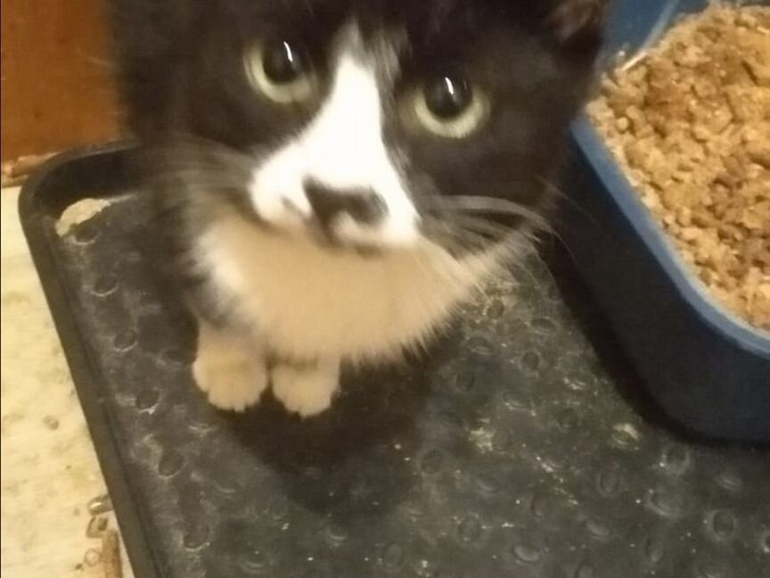 Молодая кошечка