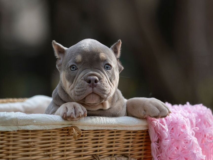 Американский булли девочка лиловый трик