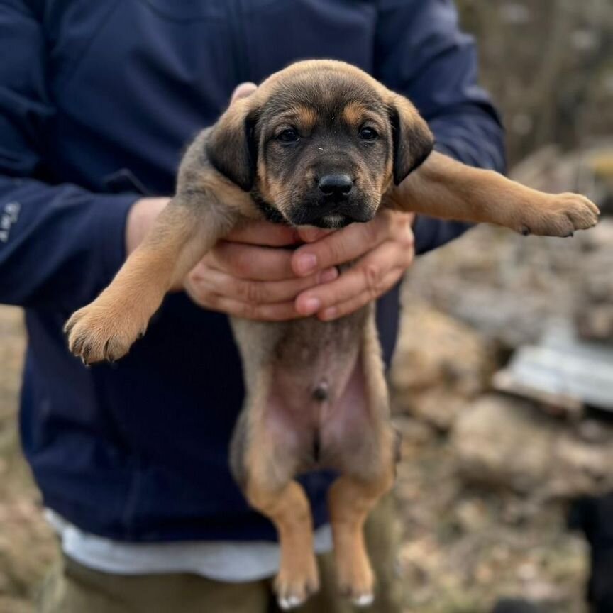 Щенки добрые руки