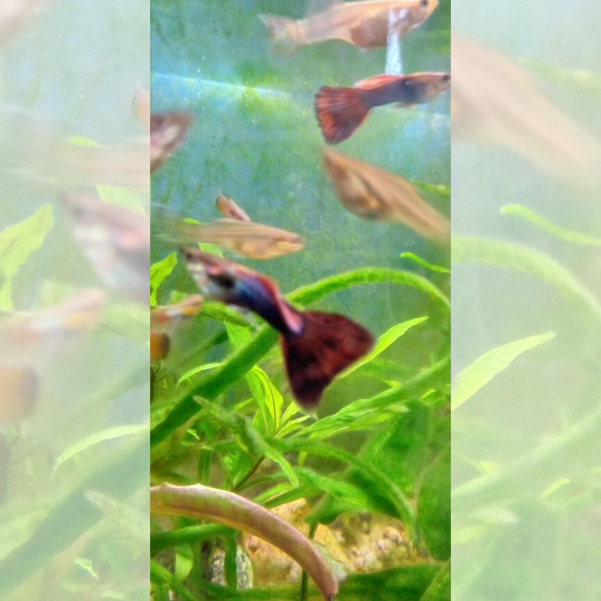 Аквариумные рыбки