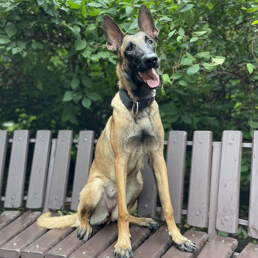 Собака малинуа