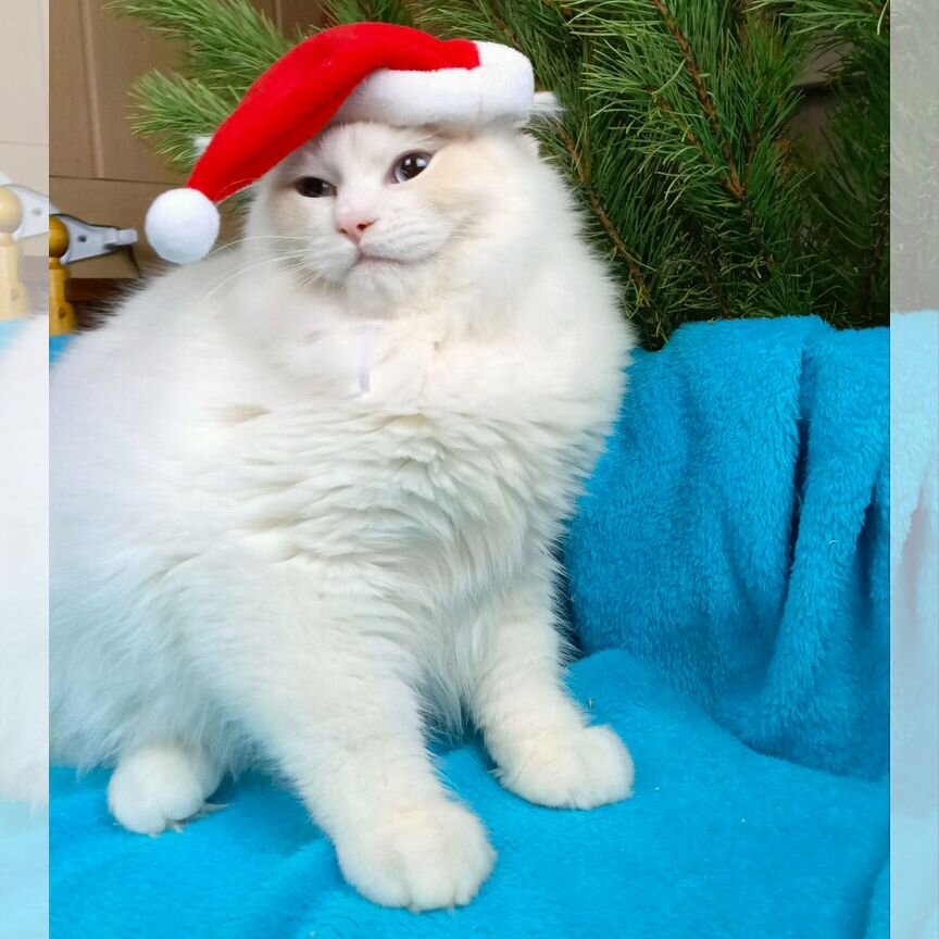 Котенок с документами