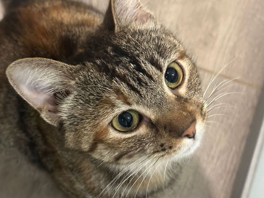 Кошечка Фиби пристраивается в дом