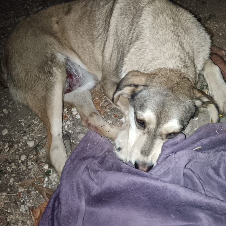 Грустная история одной собачки