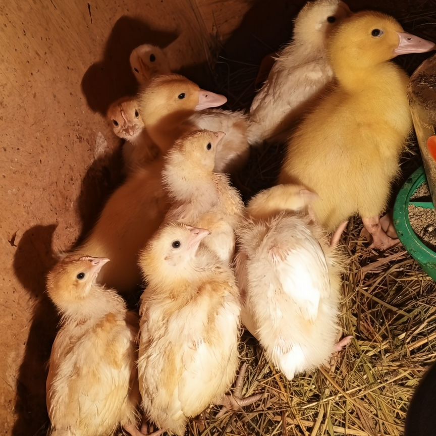 Цыплята суточные