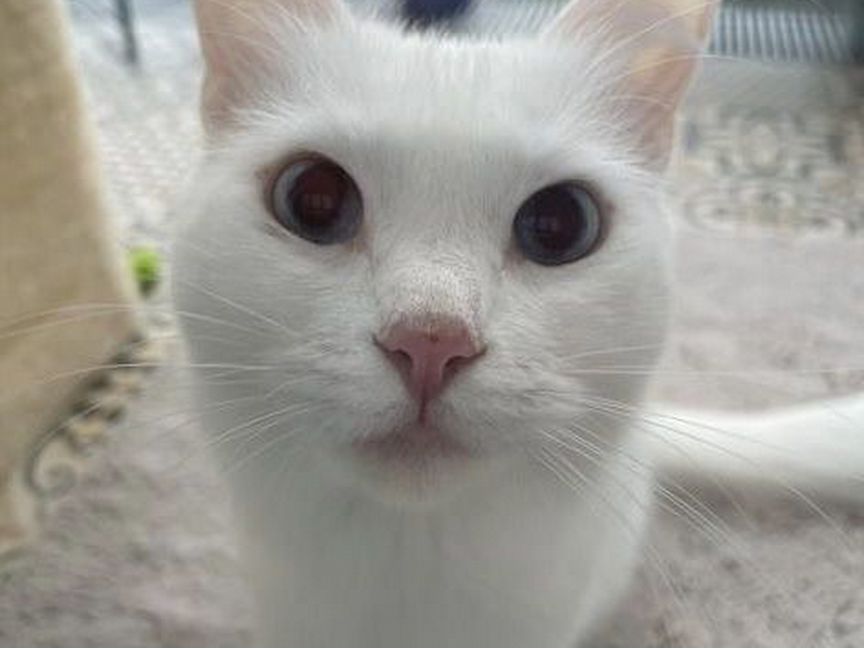 Кошка турецкая ангора