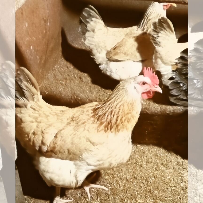 Инкубационное яйцо и цыплята Загорская лососевая