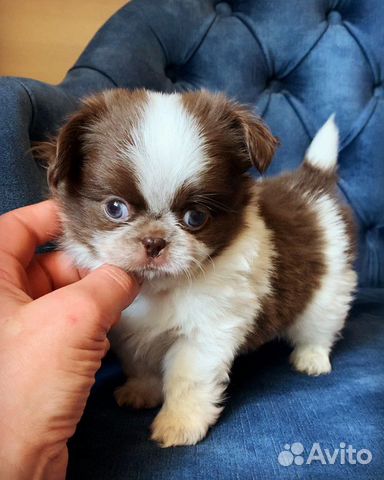 Чебуратор Фунтик