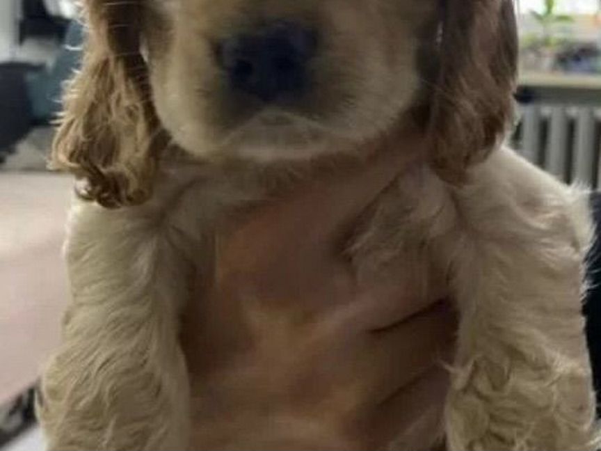 Кокер спаниель