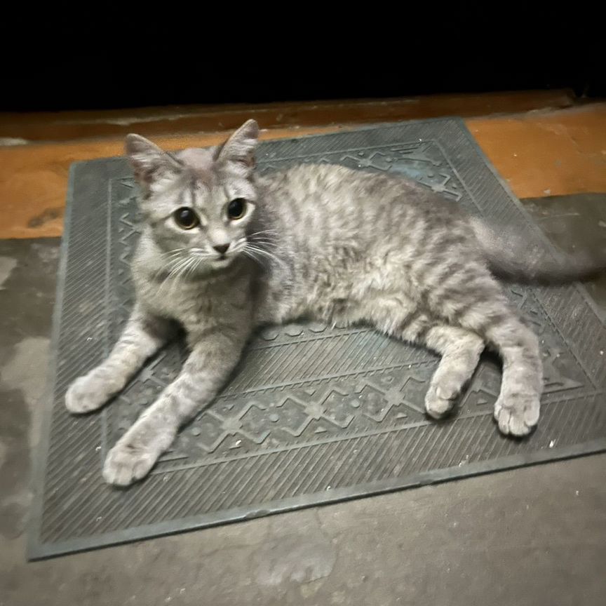 Кошечку спасите