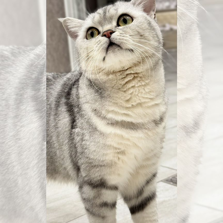 Британский короткошёрстный кот, вязка