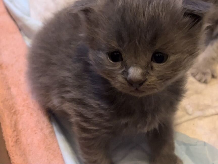 Шотланская вислоухая кошечка