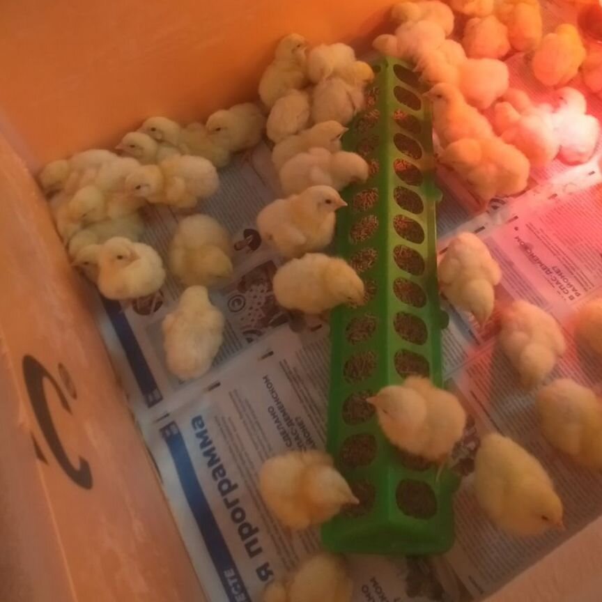 Цыплята бройлеры