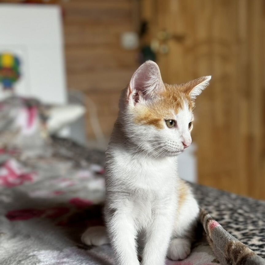 Котенок мальчик 2 месяца привитый