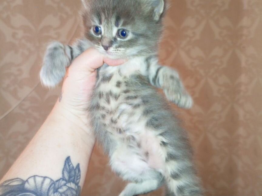 Шотландские котята