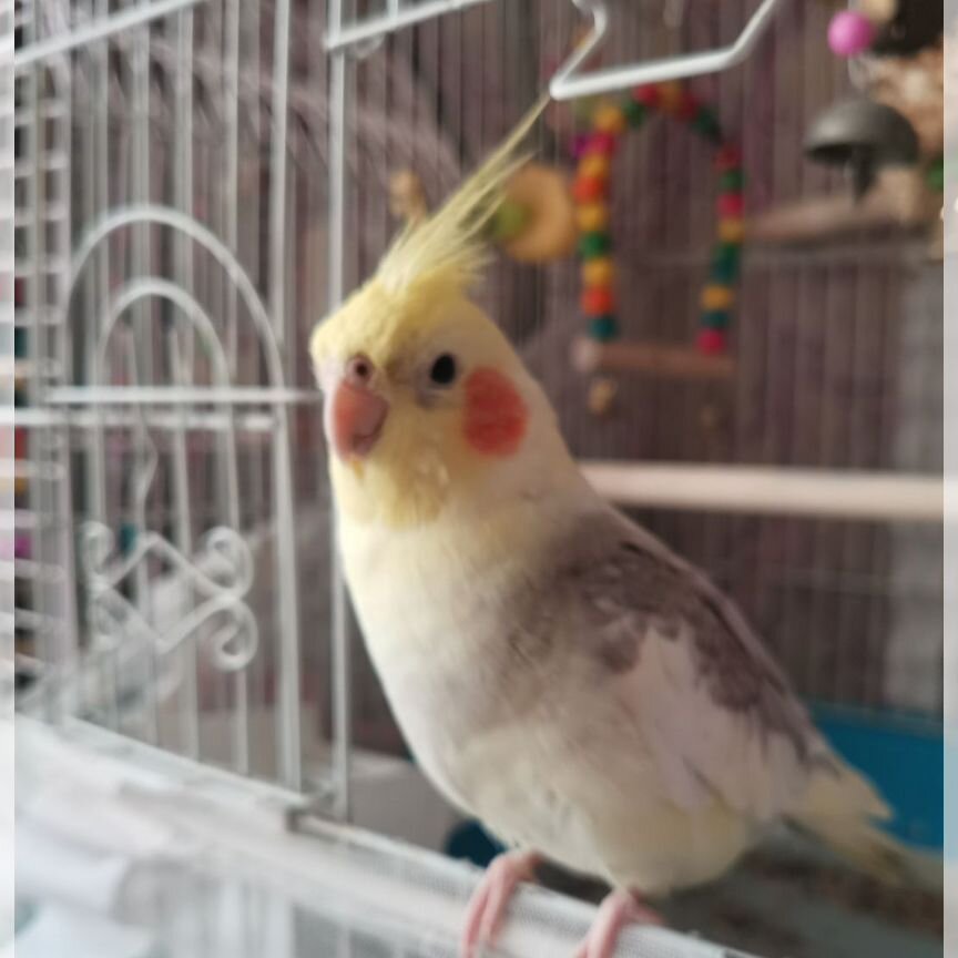 Попугай корелла