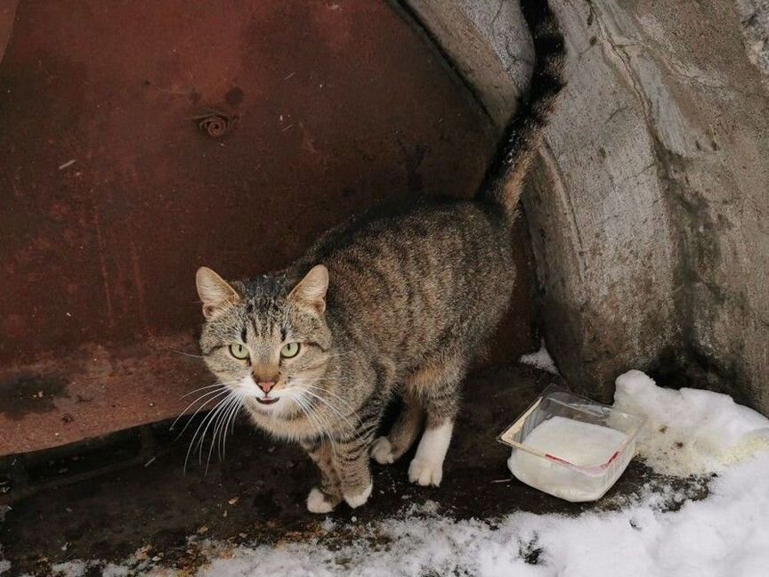 Котёнок ждёт чуда