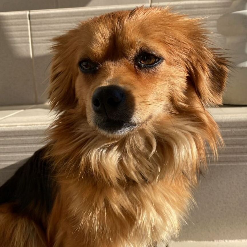 Маленькая собачка