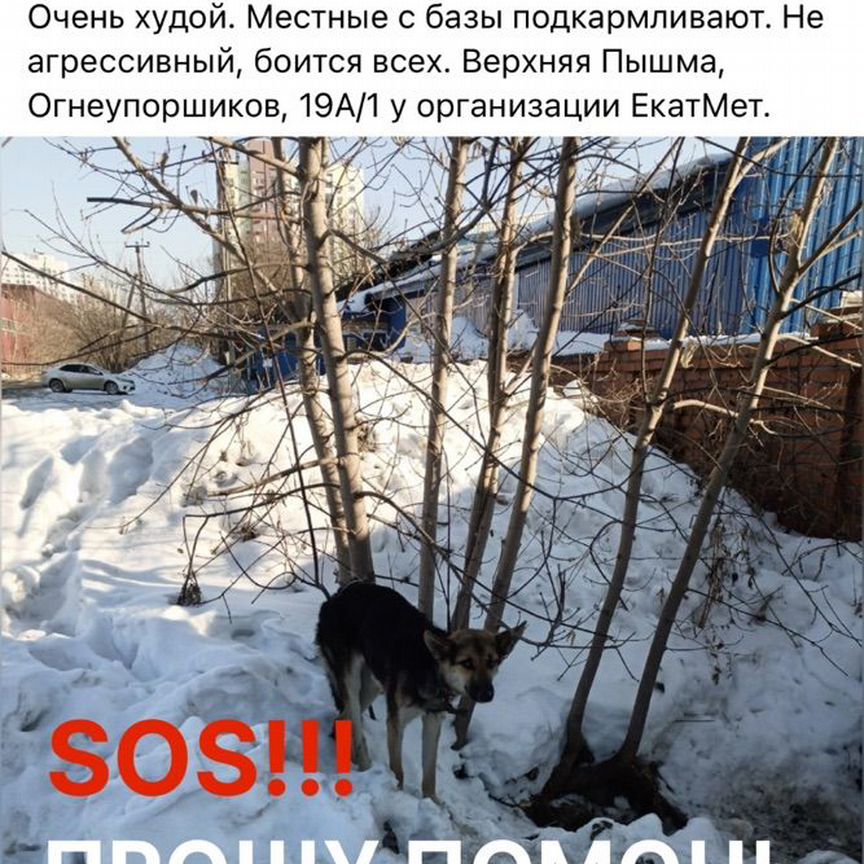Прошу помочь закрыть сбор на операцию собаке